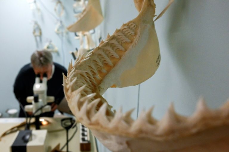 With Bites Rare, Experts Want Sharks To Shed Scary…