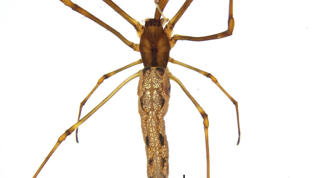 Four new species of spiders discovered from the…