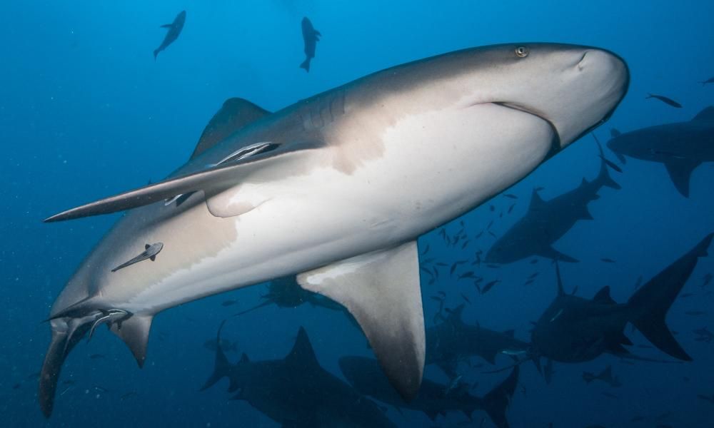Bull sharks thriving off Alabama despite rising sea…