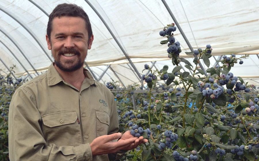Australian blueberry breaks world record as heaviest…