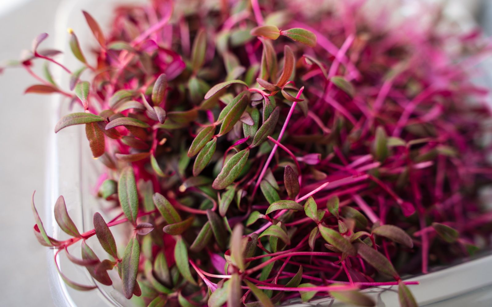 How to grow amaranth as a microgreen – for a healthy…