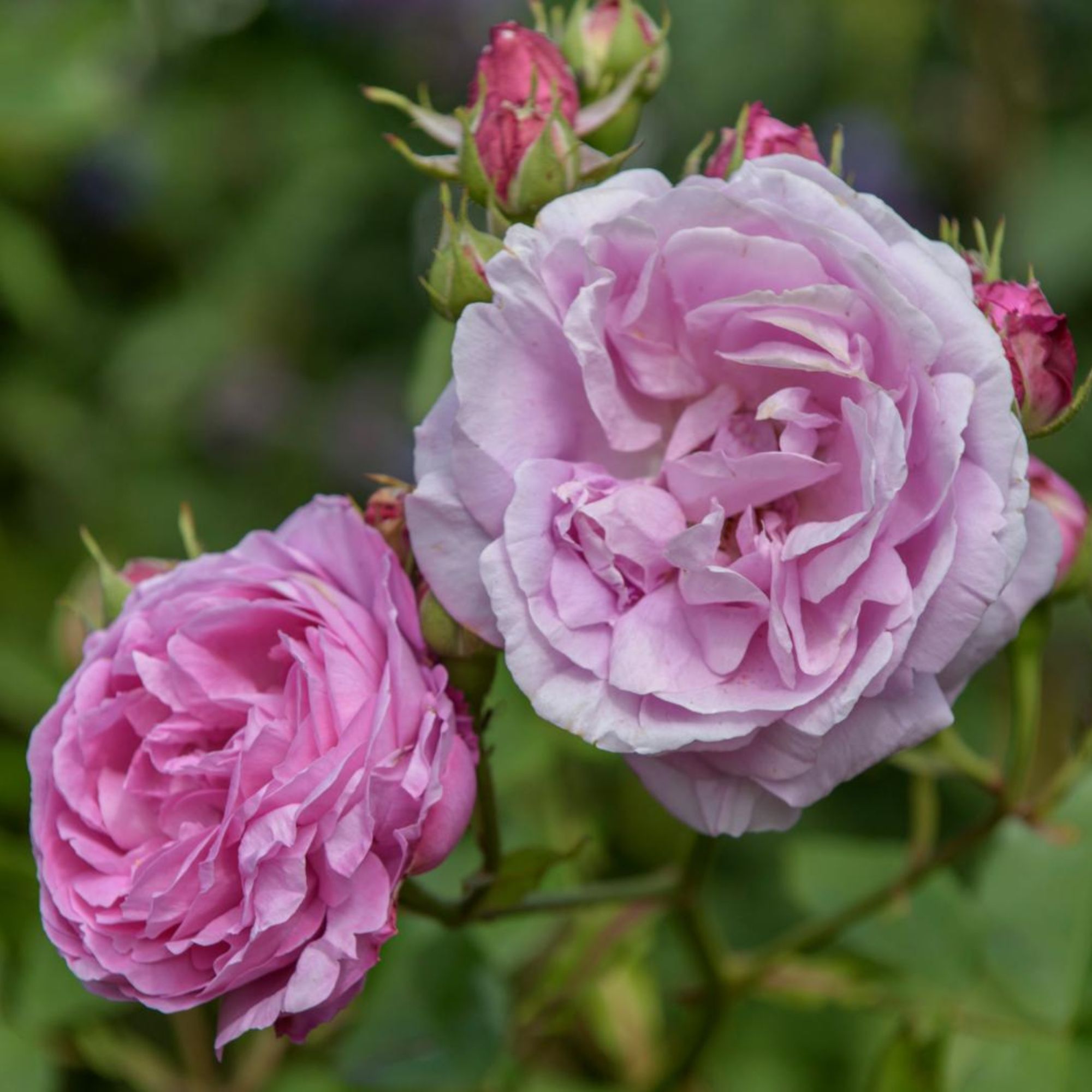 How to grow perfect roses – the founder of Grace Rose…