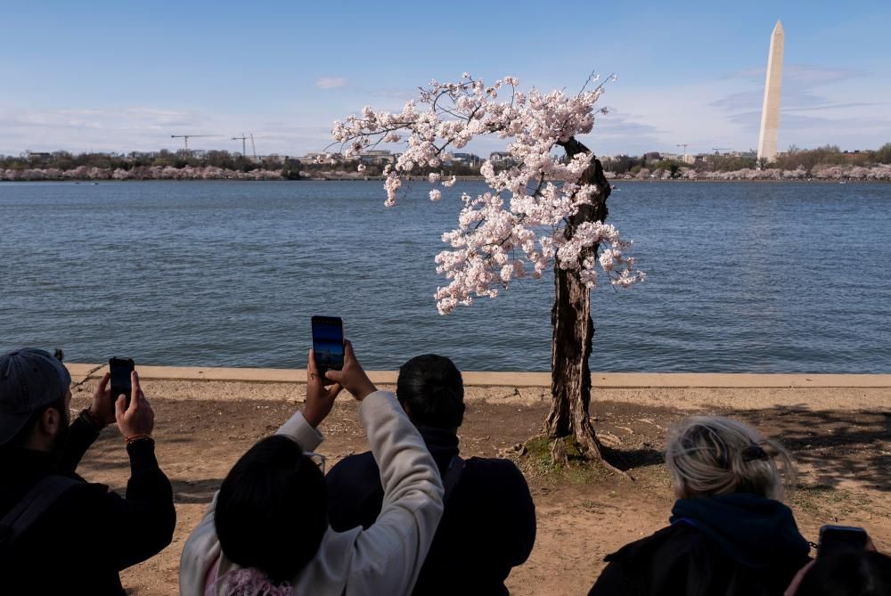 Stumpy the cherry blossom on chopping block as DC to…