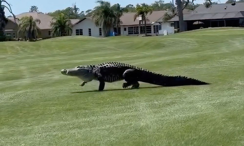 Giant gator saunters across Florida golf course in…