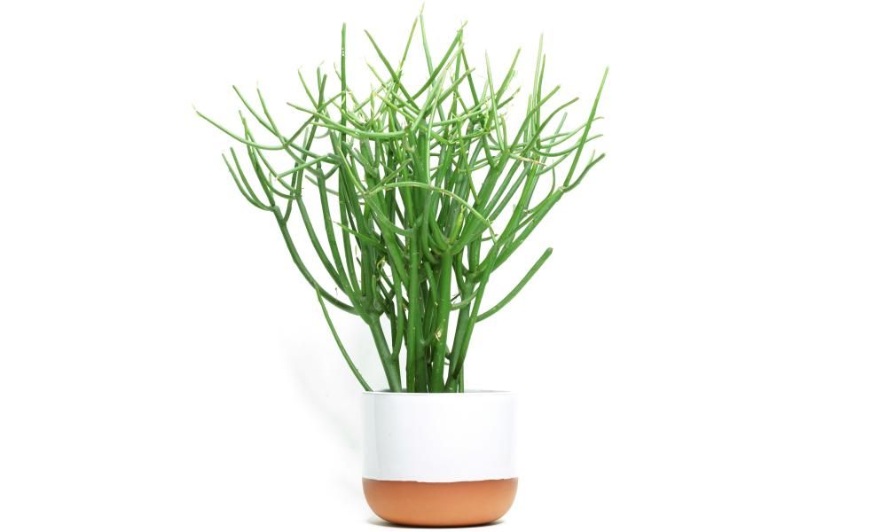 Houseplant of the week: pencil tree
