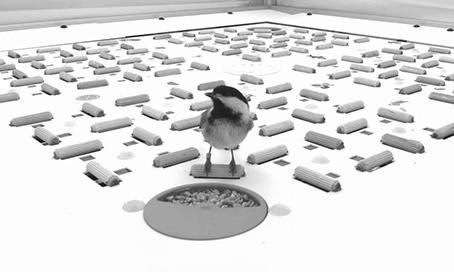 Birds create barcode-like memories to locate stored…