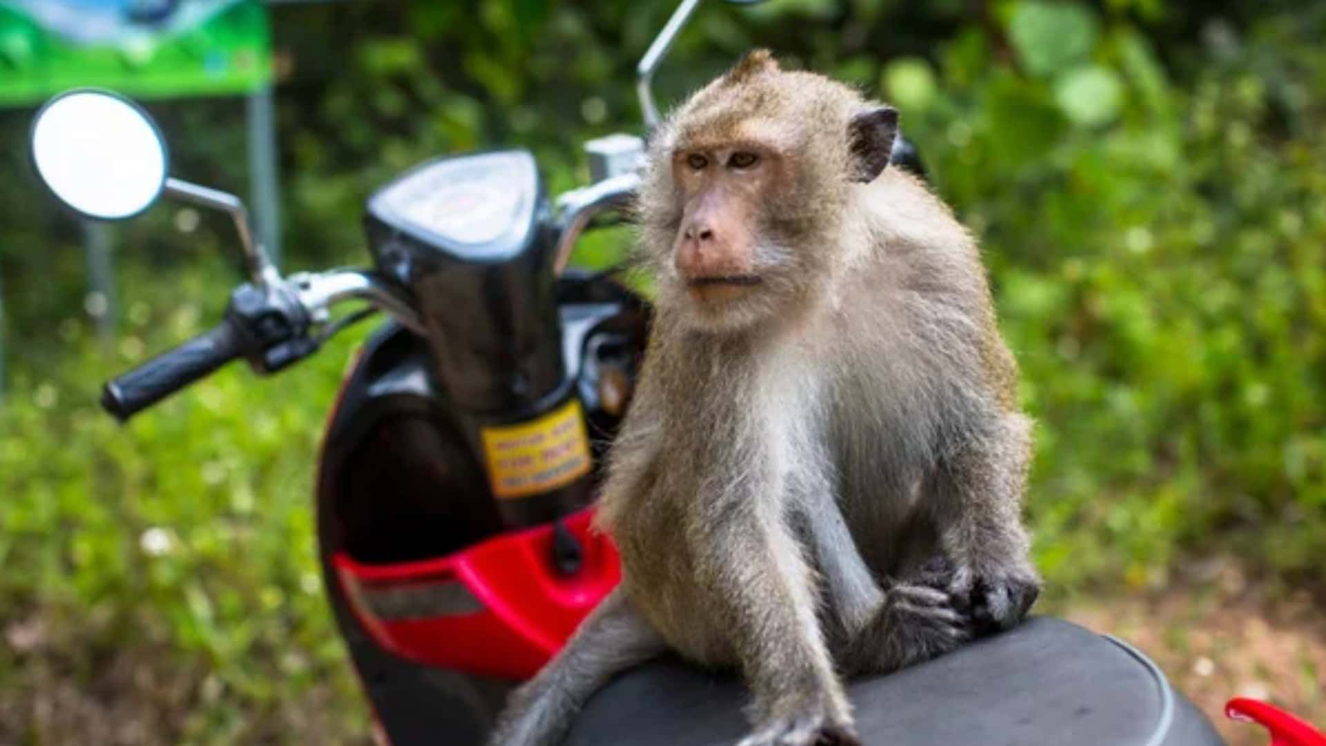 Watch a Monkey Hop Onto a Motorcyclist and Cause a…