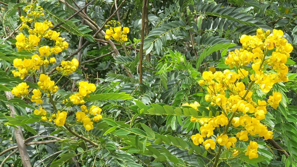 Senna spectabilis removed from 400 hectares of…