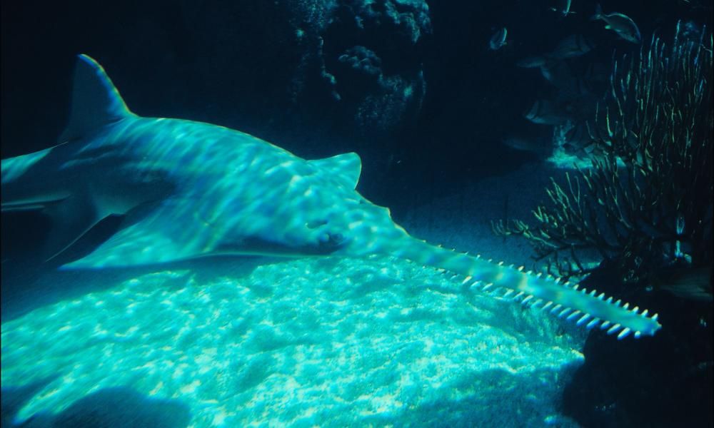 Spinning, whirling fish in south Florida prompt…