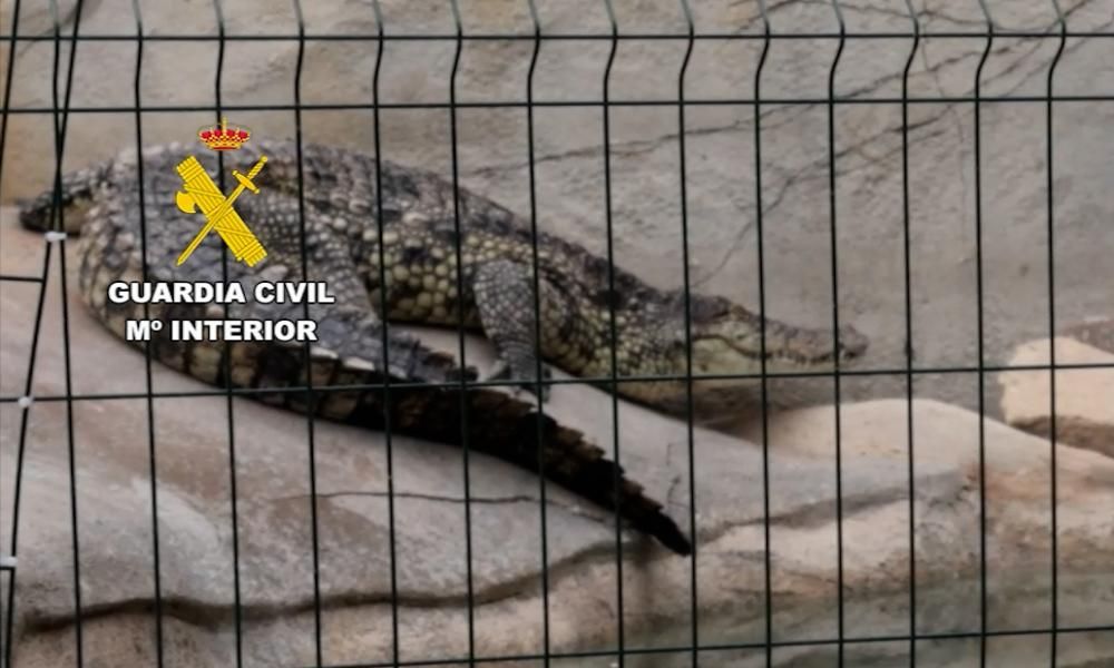 Nile Crocodiles And Burmese Python Among Rare Species 