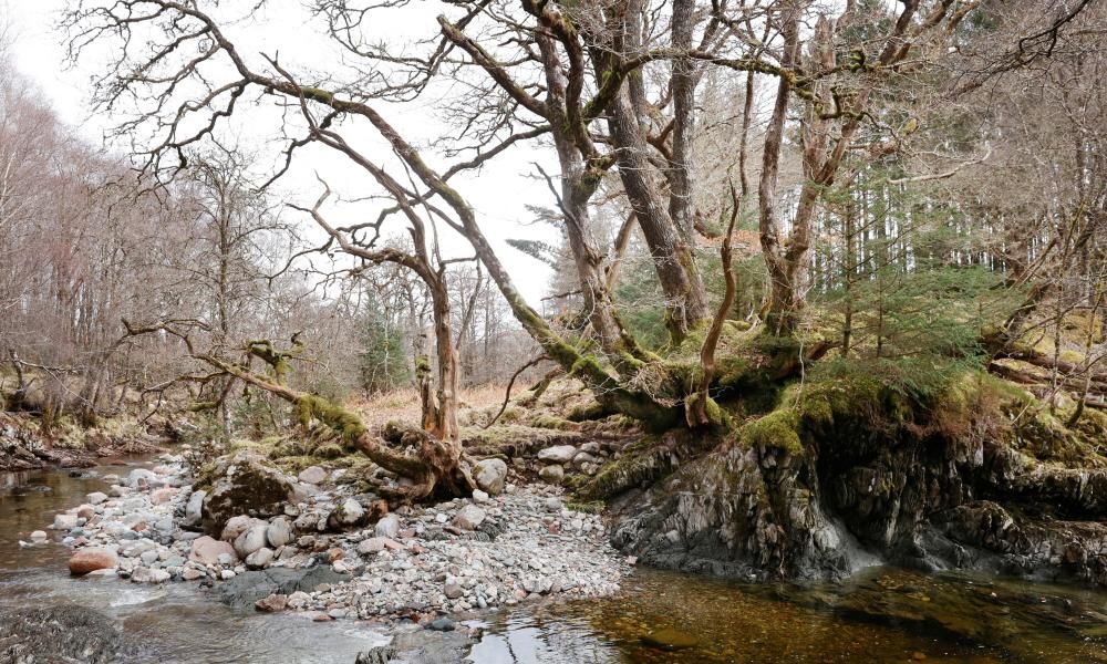 Poem of the week: The Haunted Oak by Paul Laurence…