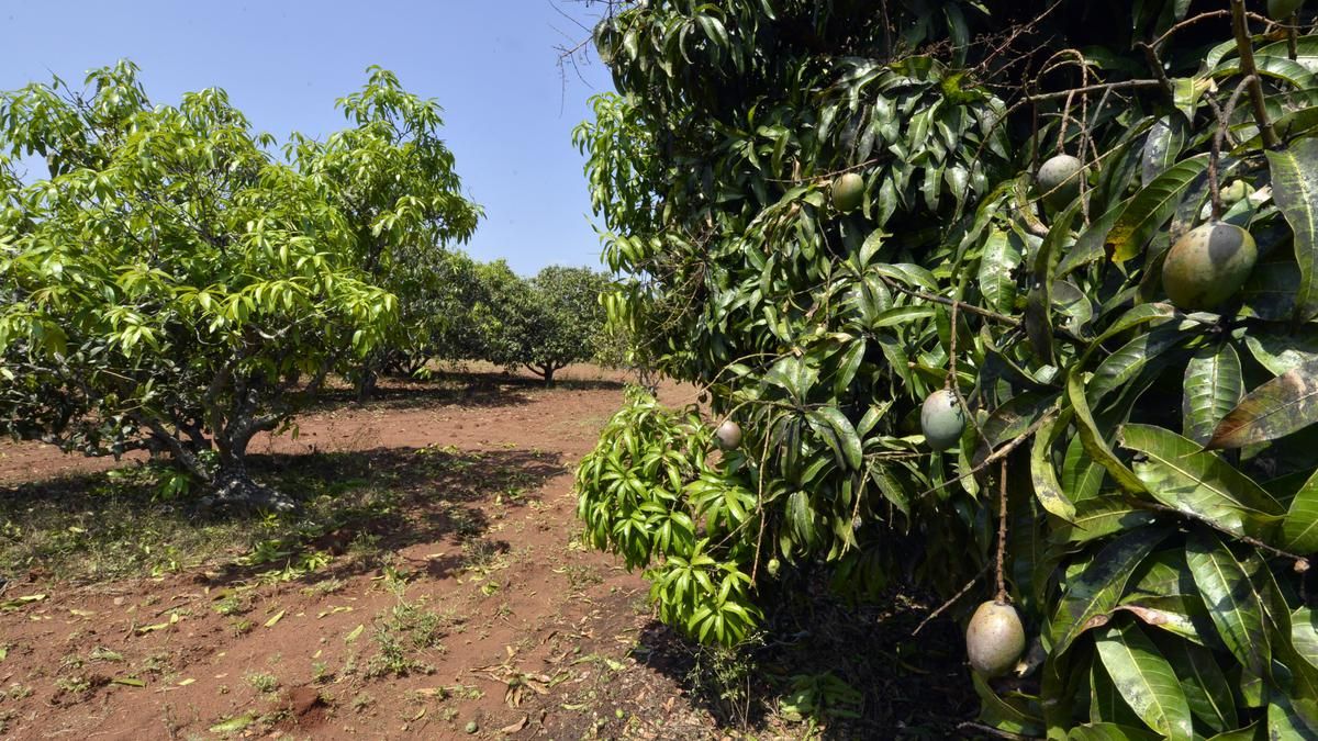 Another mango season turns sour for Karnataka with…