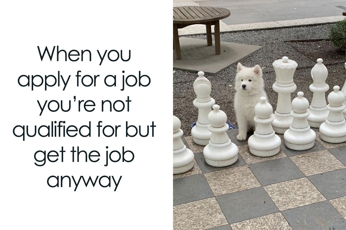 50 Hilariously Wholesome Dog Memes To Brighten Up Your…