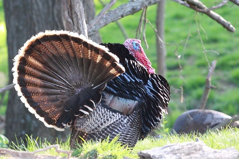 KY Fish and Wildlife Resources opens two new wildlife…