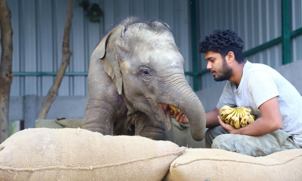 Why are so many of India’s elephants being hit by…