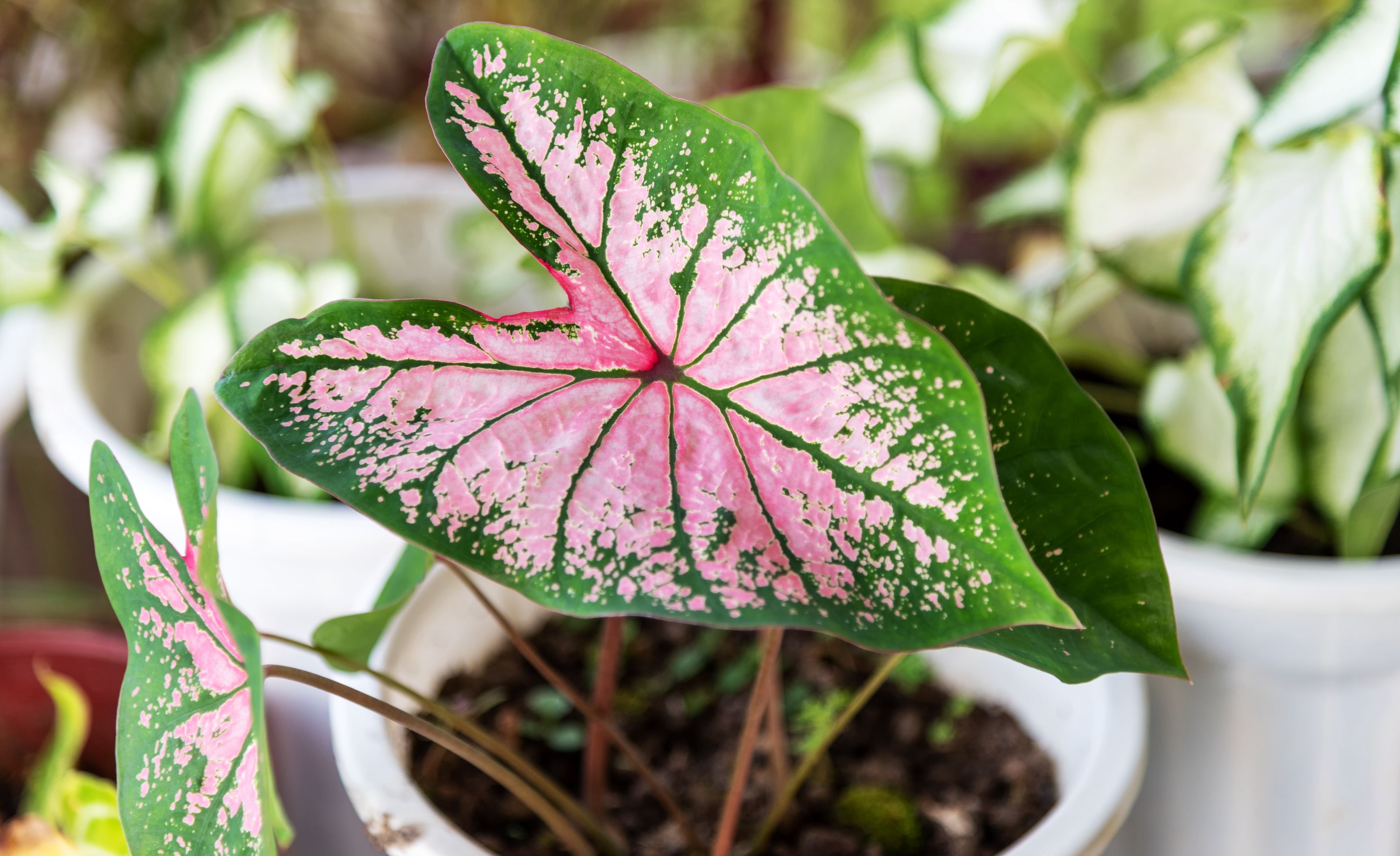 5 Houseplants with Colorful Leaves That Will Bring Fun…