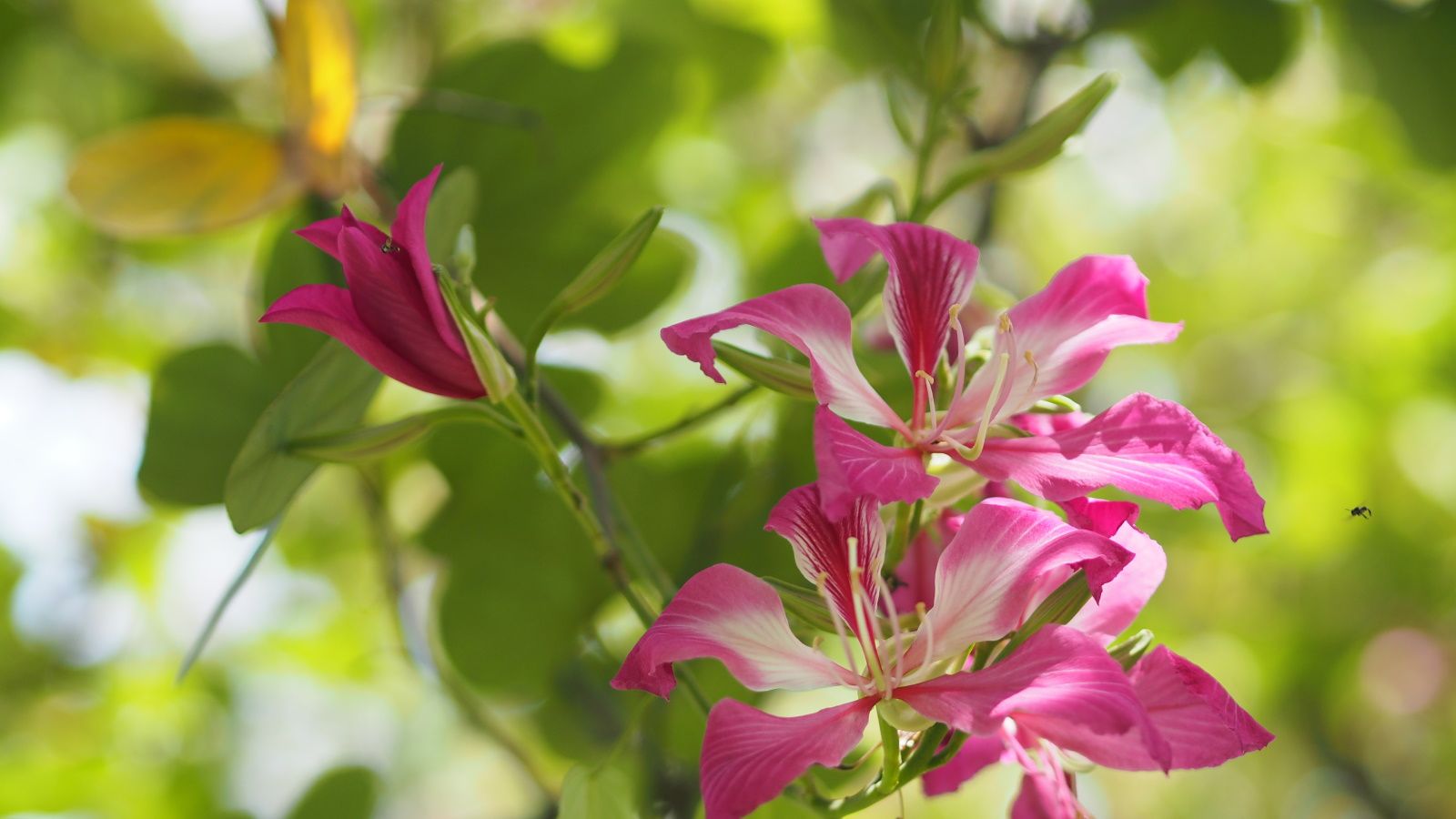 How to grow an orchid tree – for unusual and vibrant…