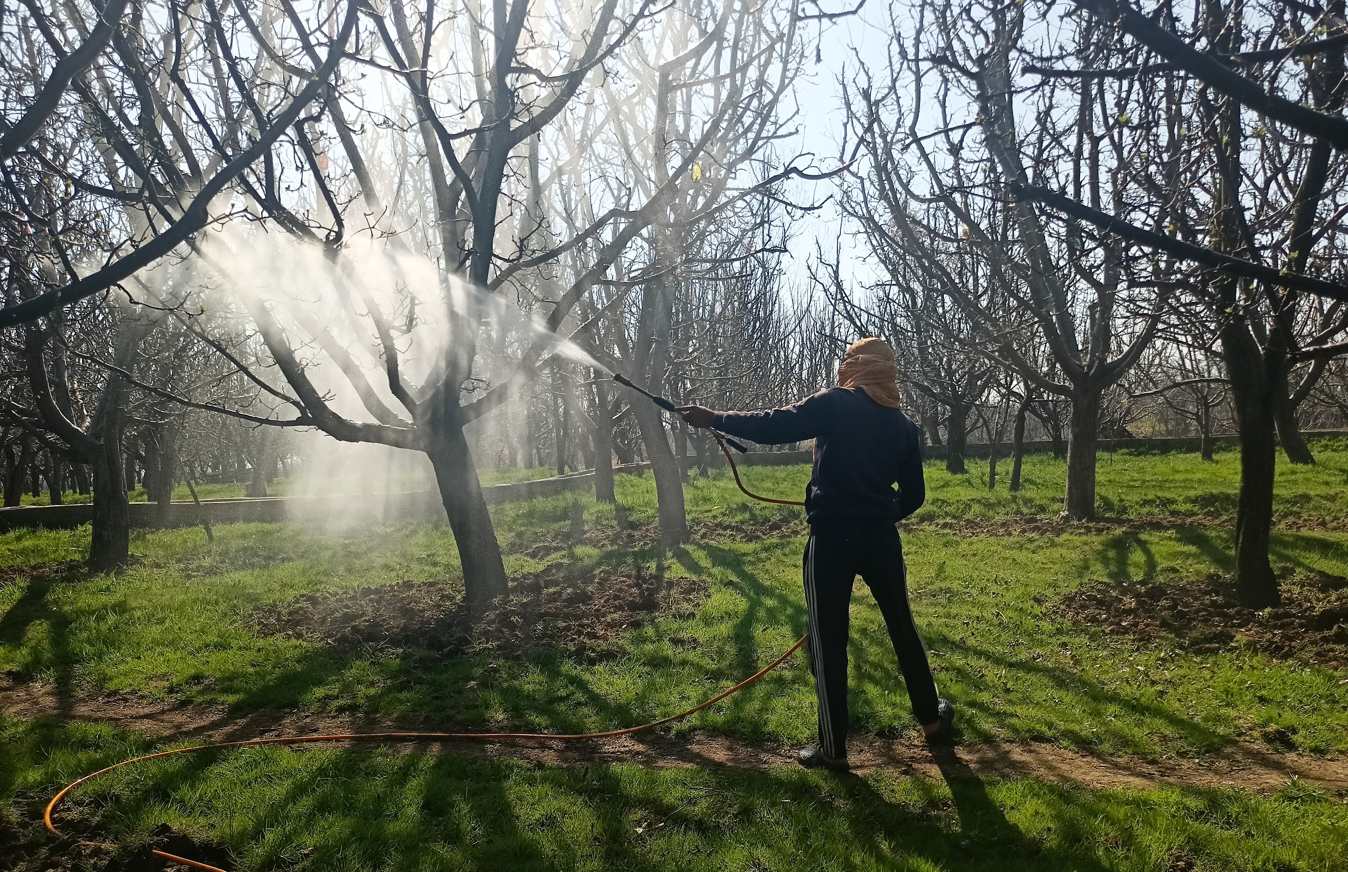 Kashmir’s apple orchards, millions of jobs, face…