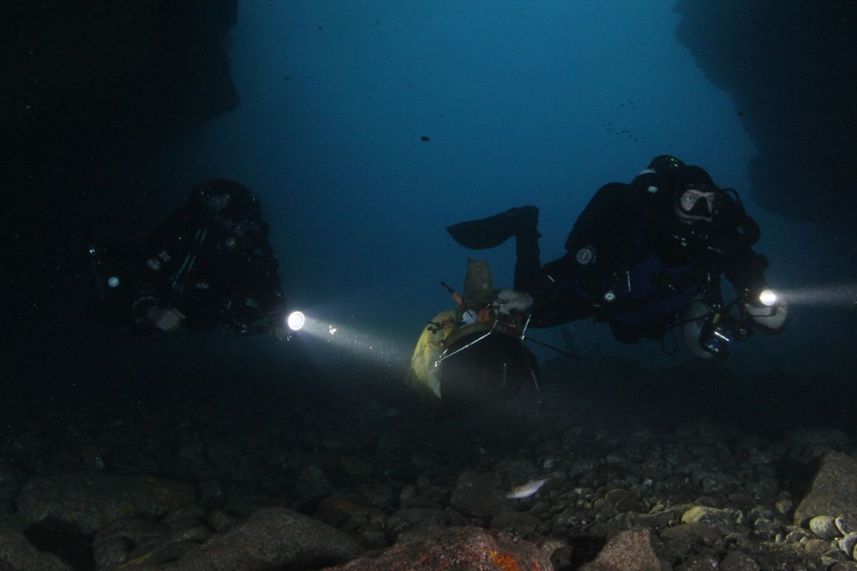 Scientists In New Zealand Have Discovered More Than…