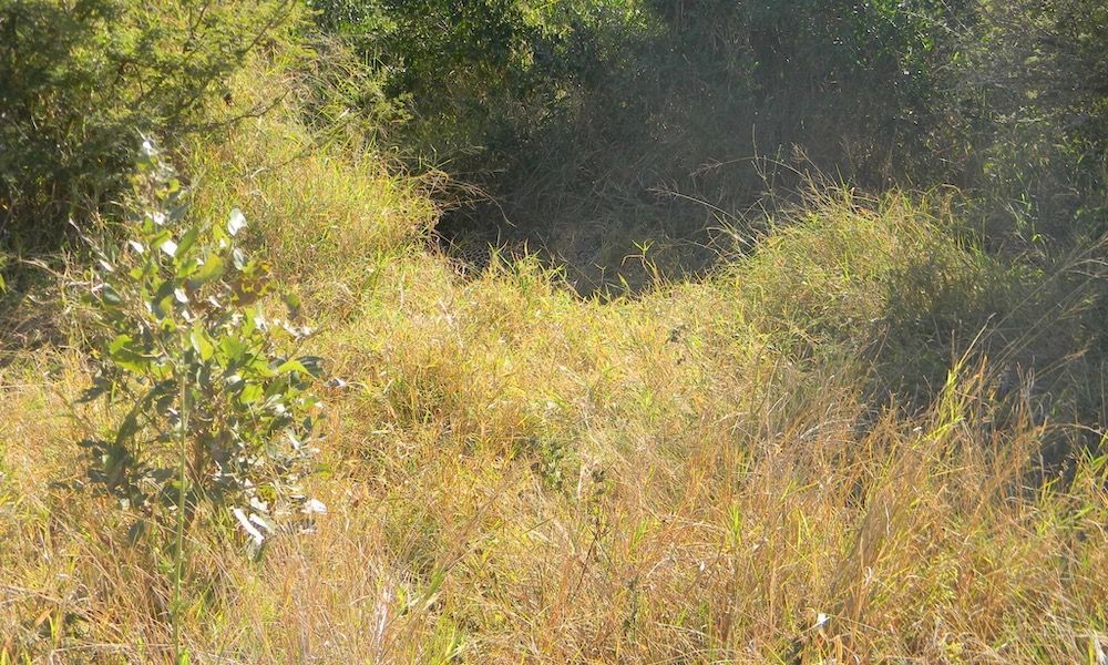 Can you spot the leopard? Photographer barely spotted…