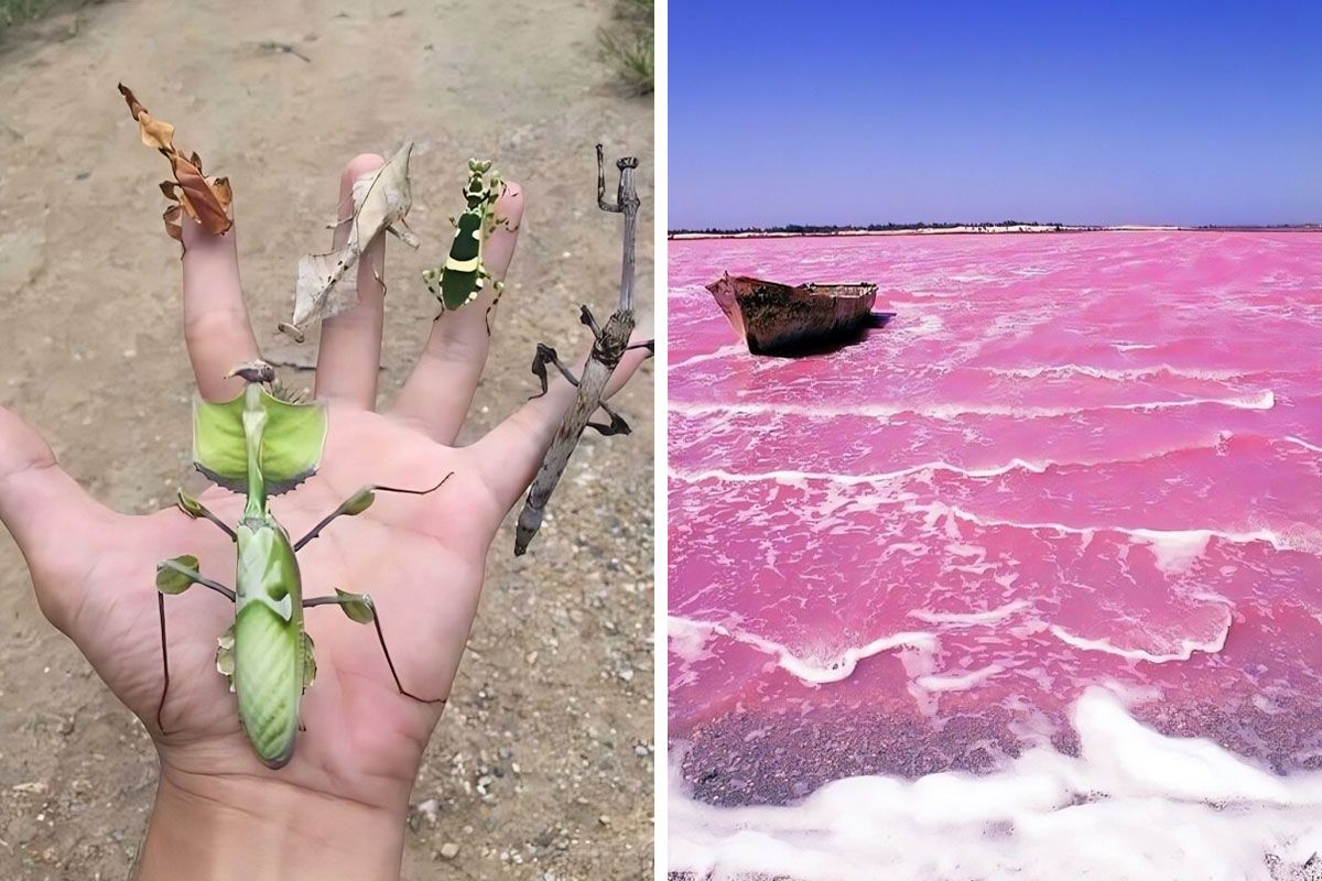 35 Times People Saw The Coolest Things And Just Had To…