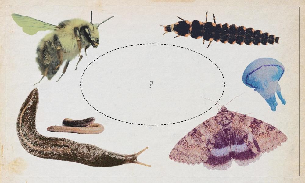 UK invertebrate of the year: vote for your favourite