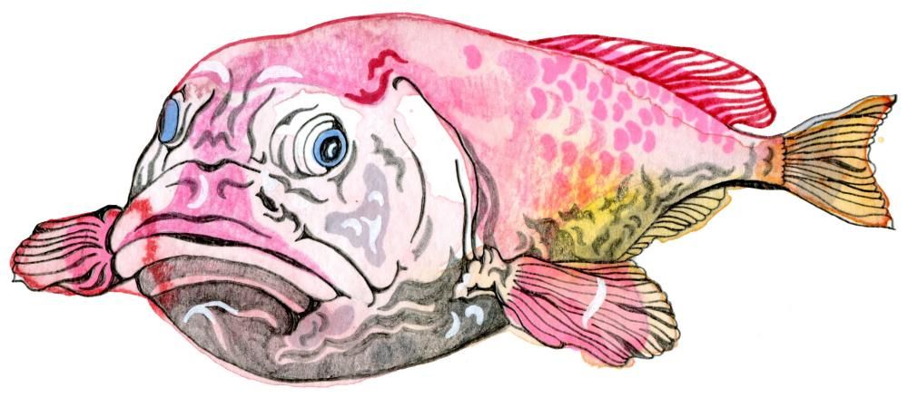 How long do blobfish live for and how are crayons…