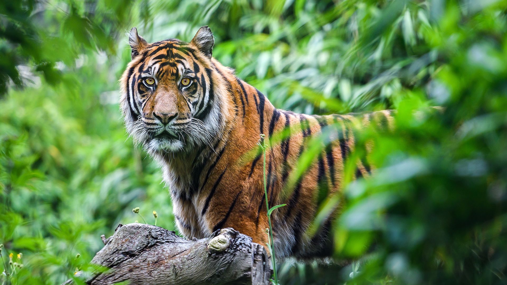 Is the Javan tiger back from extinction? New study…