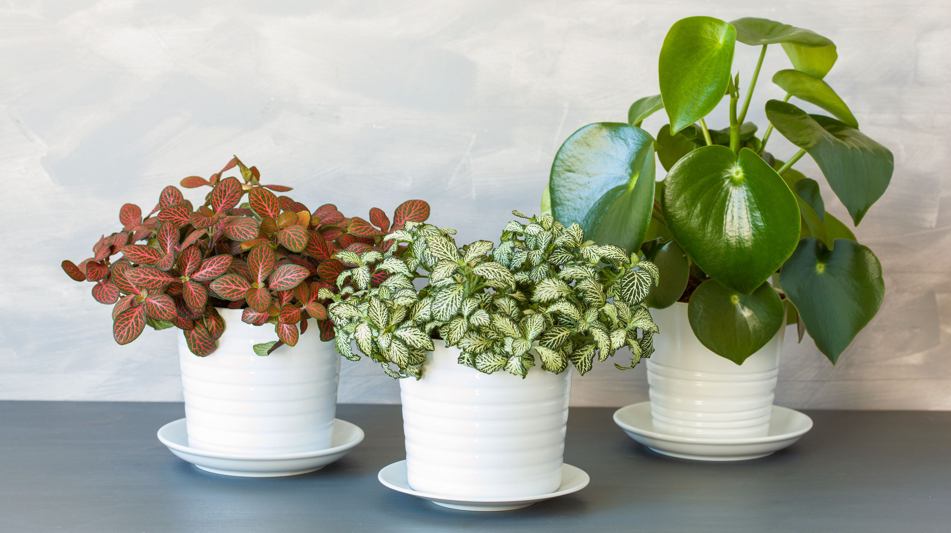 8 Small Indoor Plants that Won't Overwhelm Tiny Spaces…