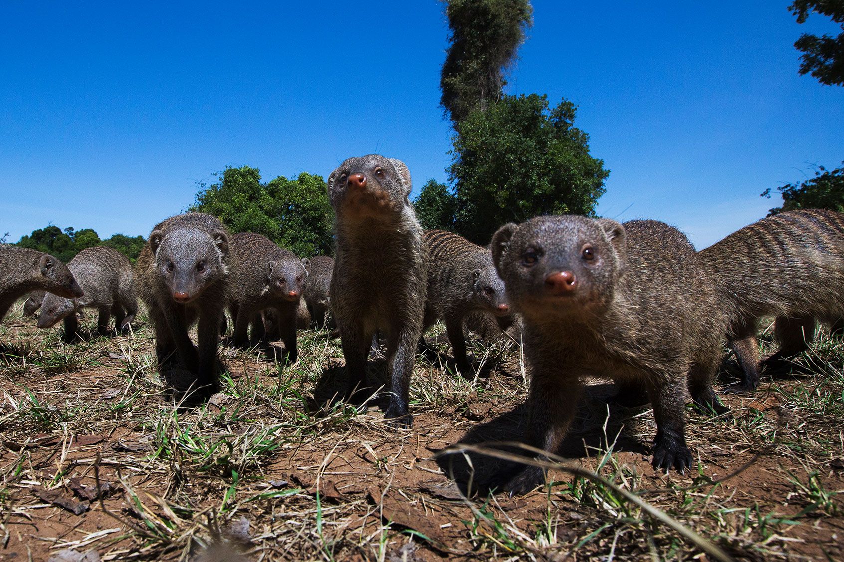 Mongoose warfare: Rikki Tikki's revenge