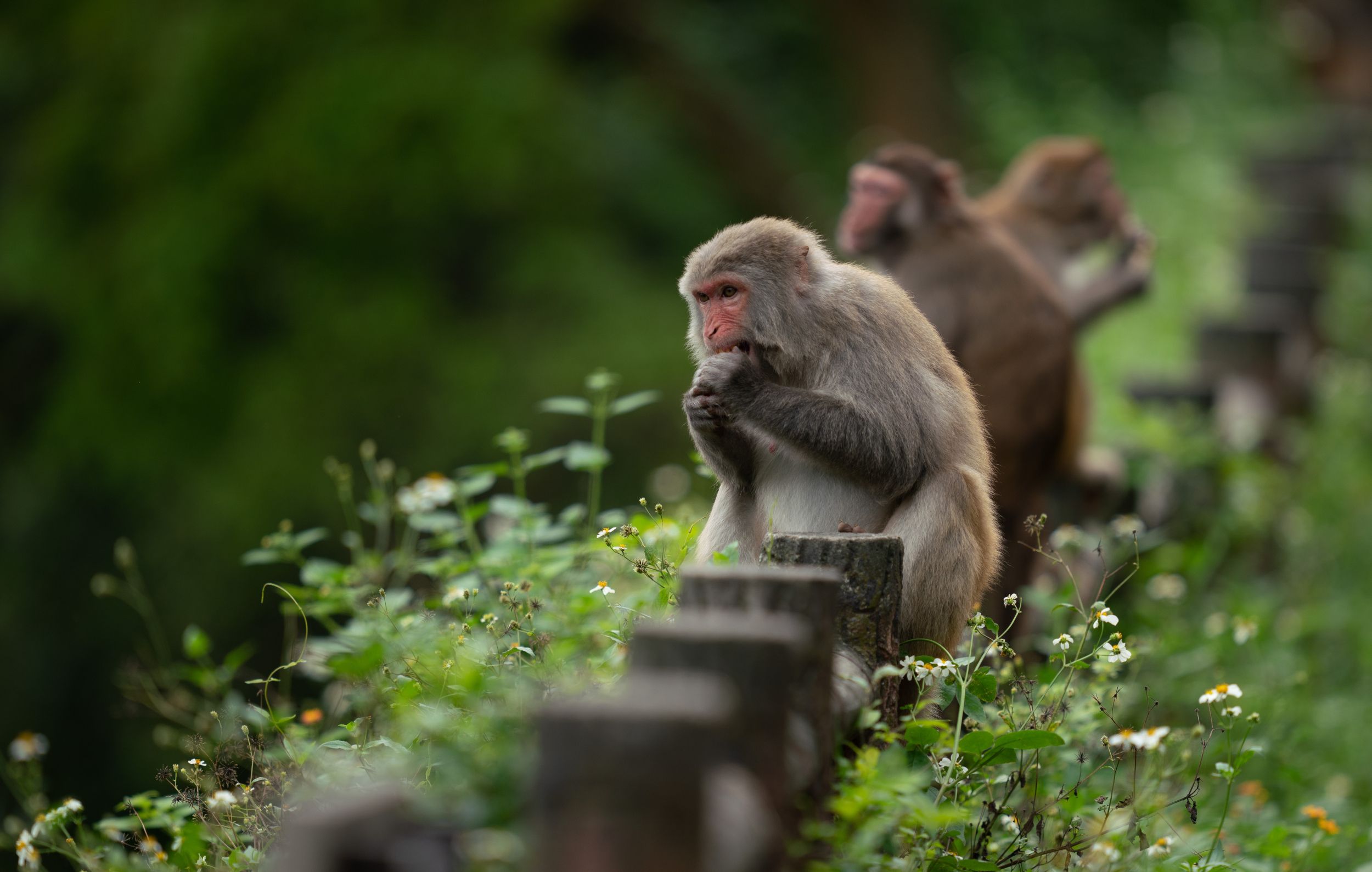 Hong Kong Reports First Human B Virus Case: Know All…