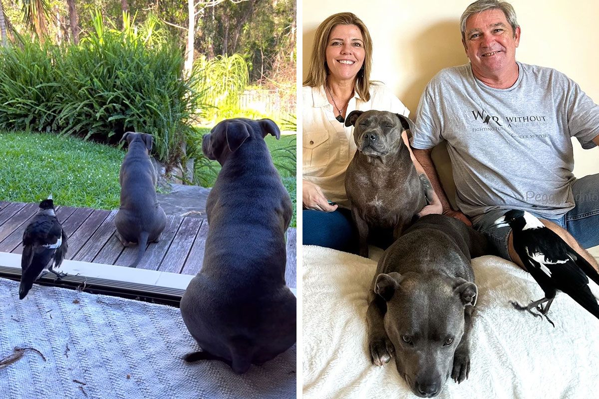 Molly The Magpie Reunites With Family After Forcibly…