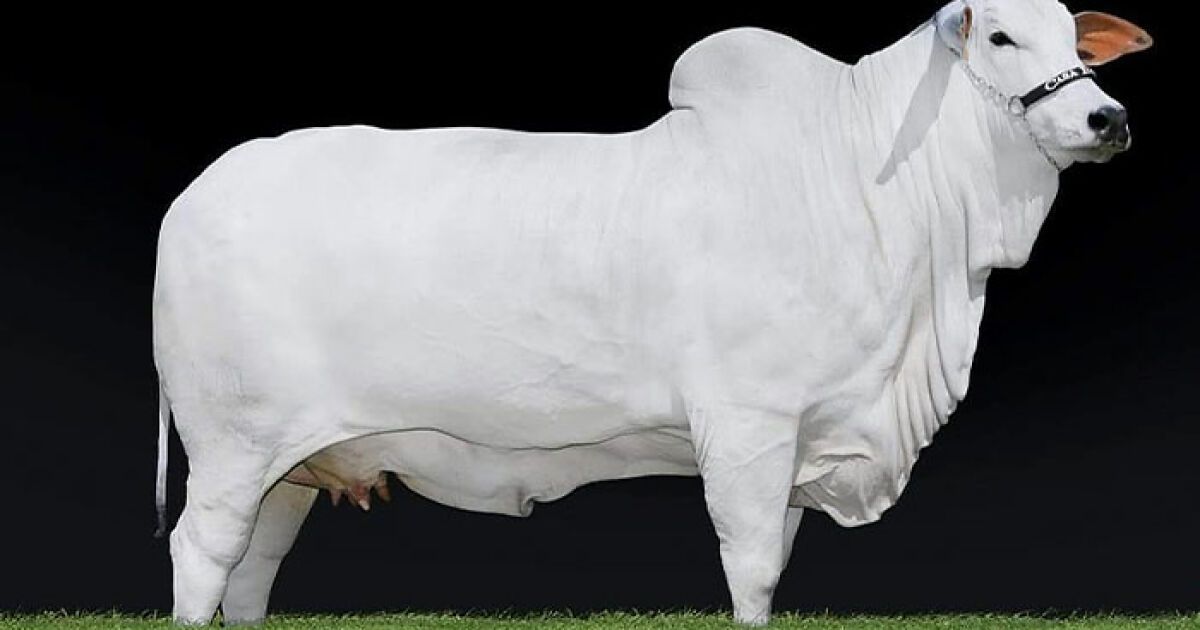 World’s Most Expensive Cow, Viatina-19, Breaks Records…