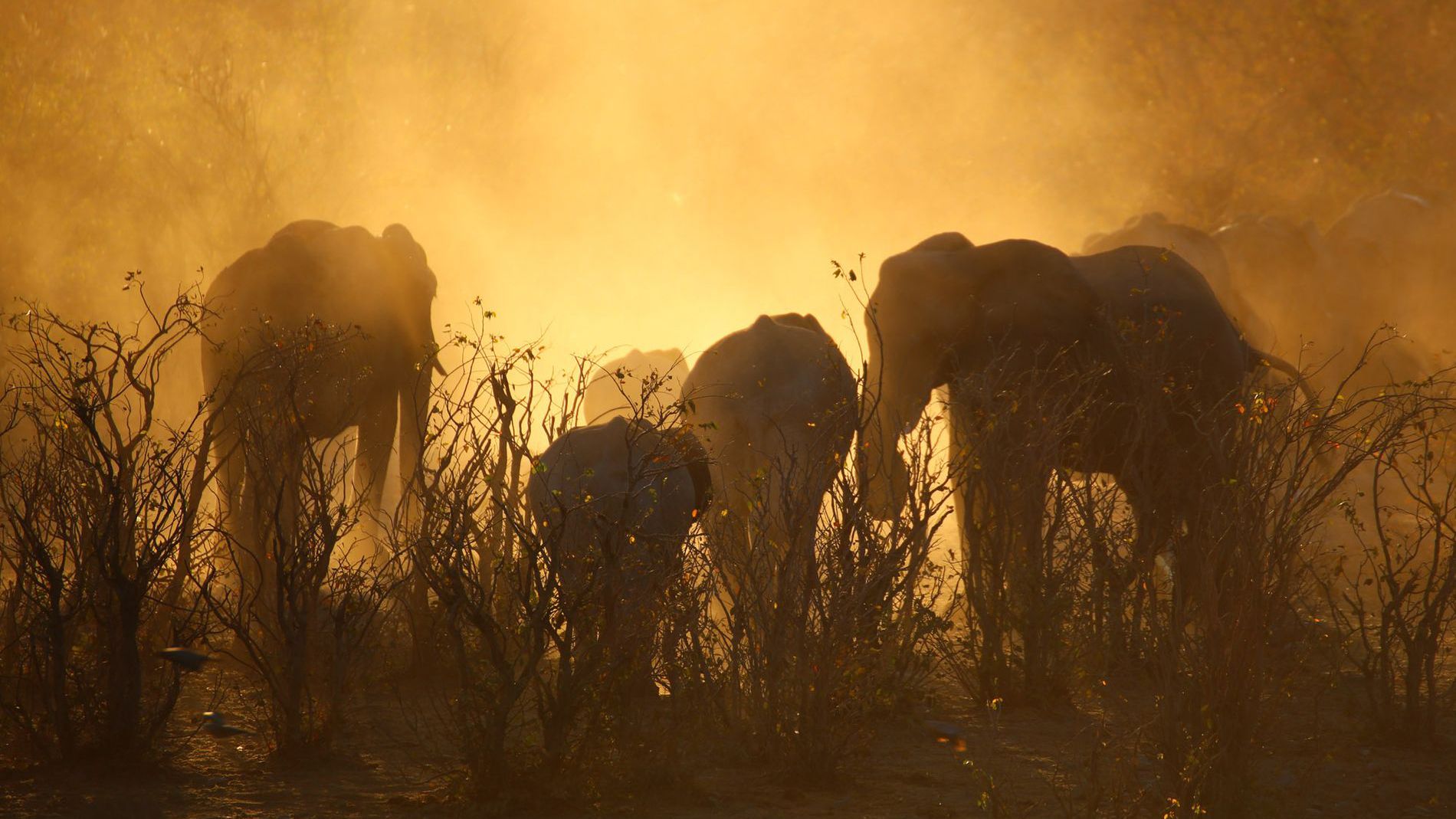 GuruShots: Winning images from the latest Golden…