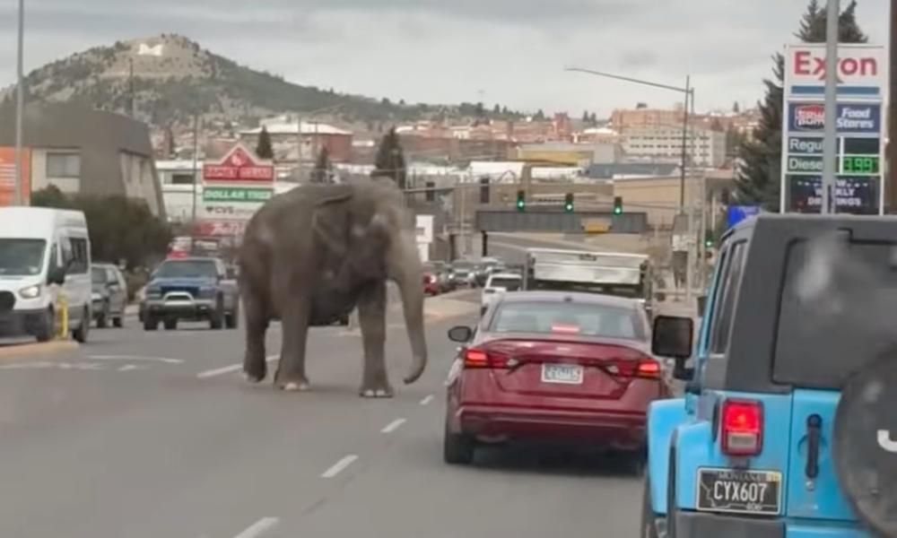 Mammoth mayhem: elephant escapes circus and roams…