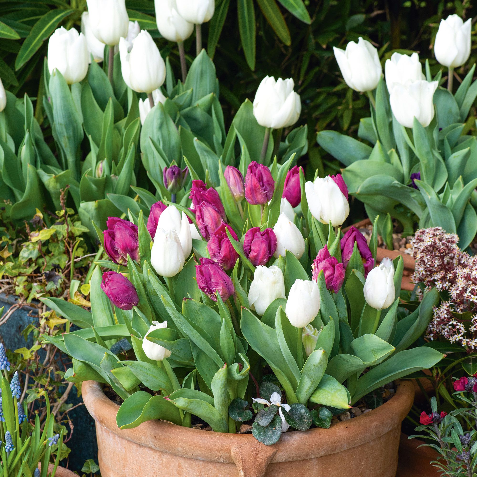What to do with tulips after flowering to ensure…