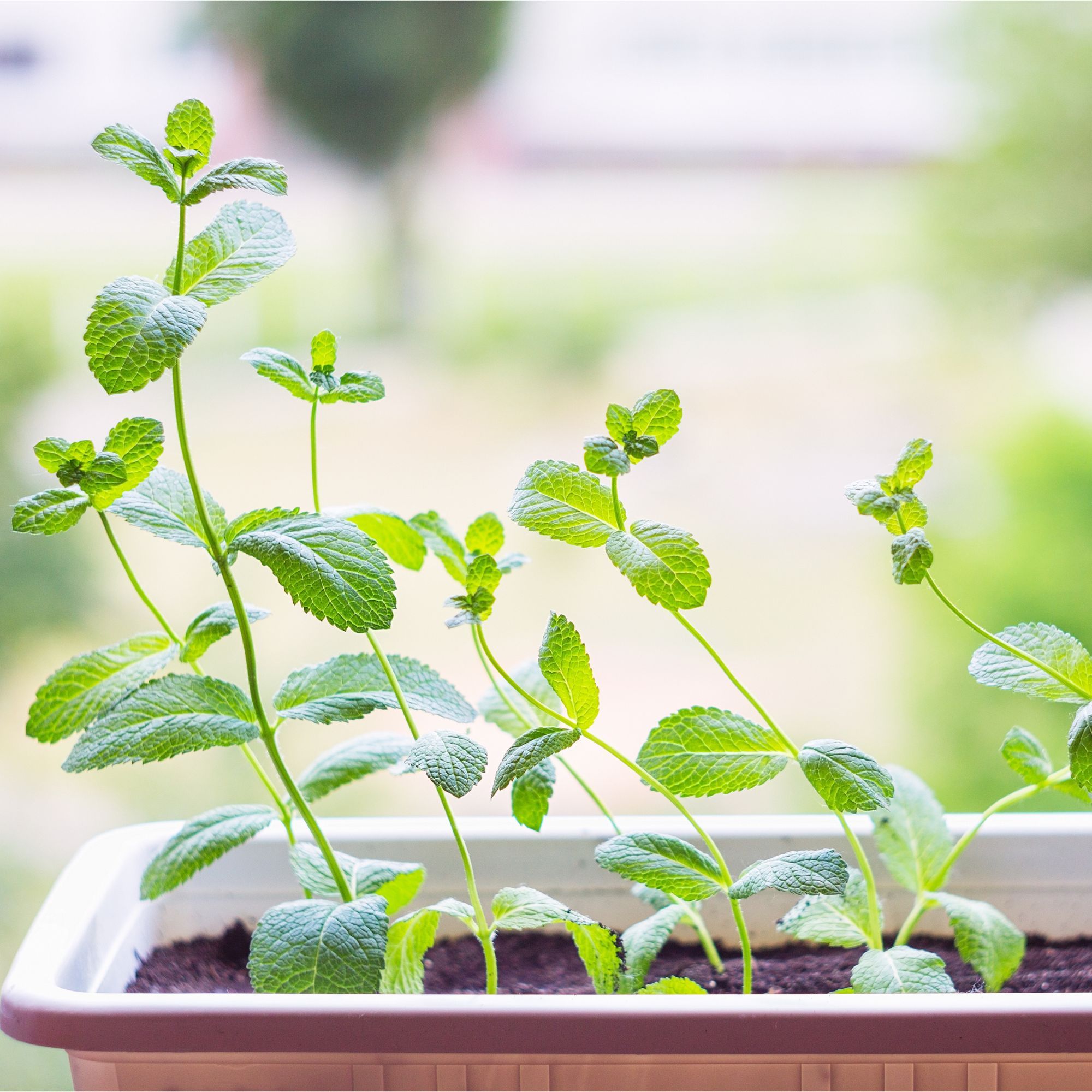 How to grow mint from seed – expert tips for super…