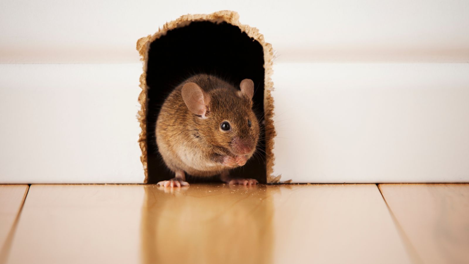 How to catch mice in 5 simple steps – humane ways to…