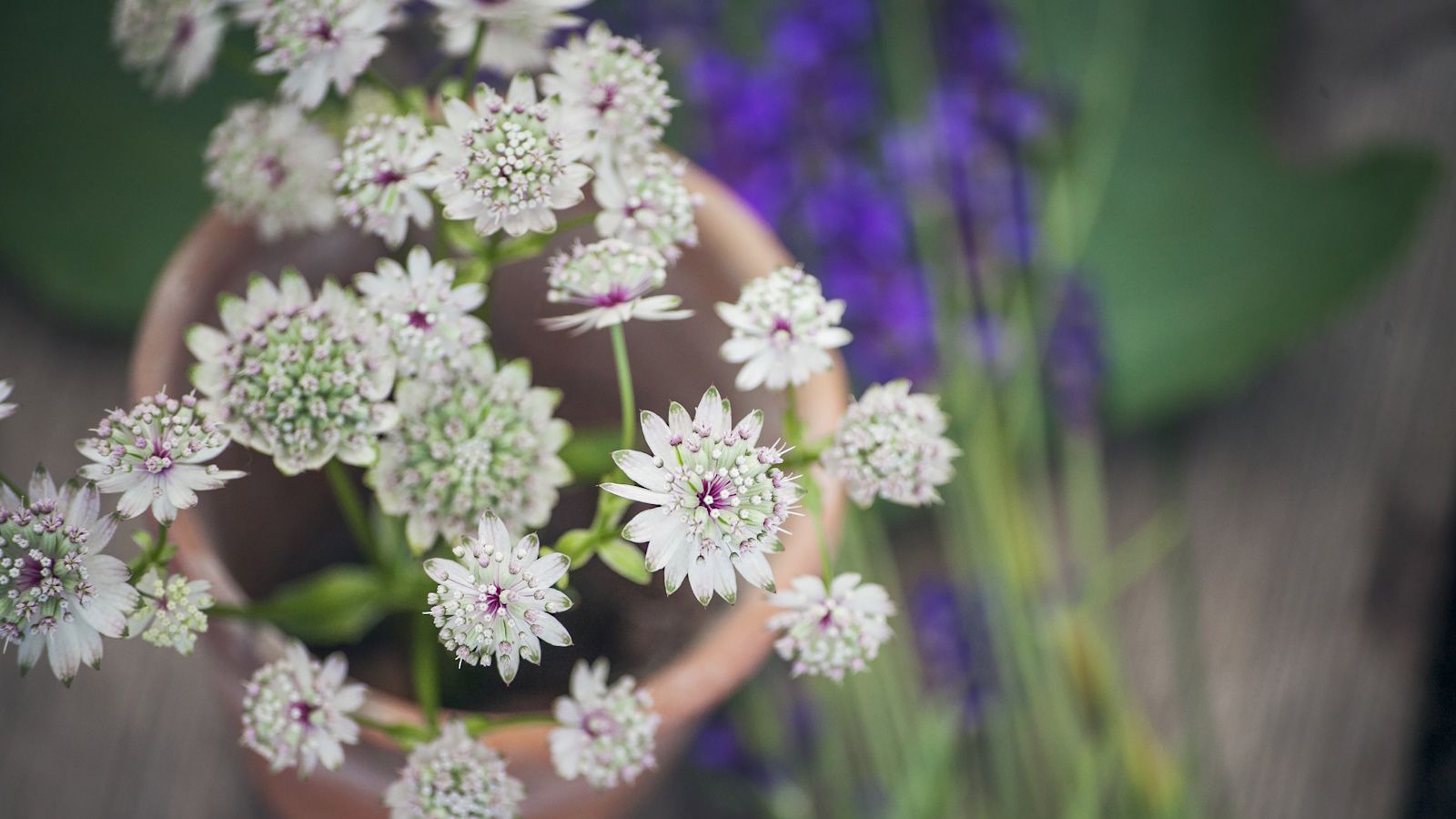 Best perennial plants for pots – 16 beautiful…