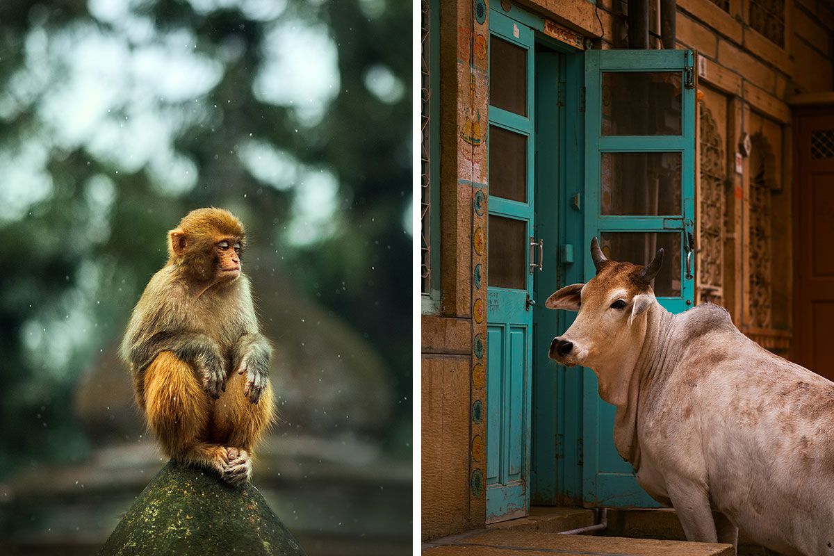 I Photograph Animals That Adapted To Living In Cities,…