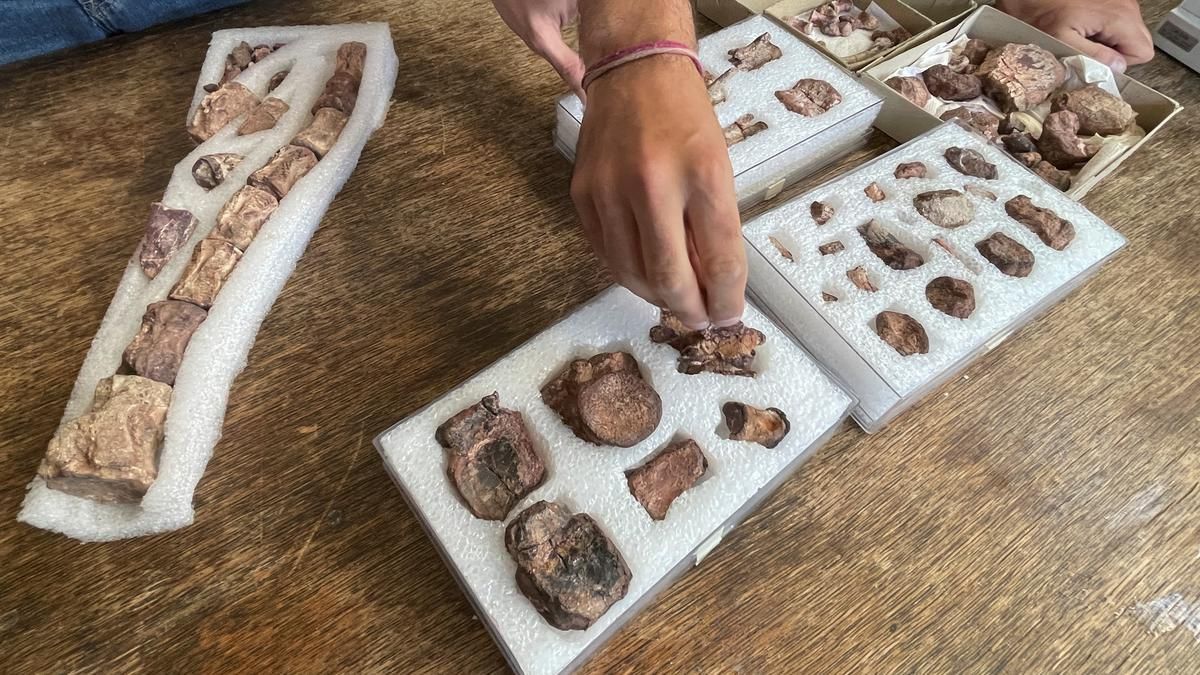 Argentine scientists find speedy 90-million-year-old…