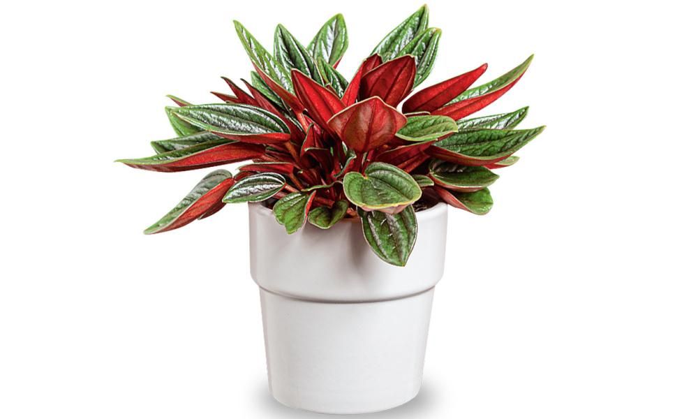 Houseplant of the week: emerald ripple rosso