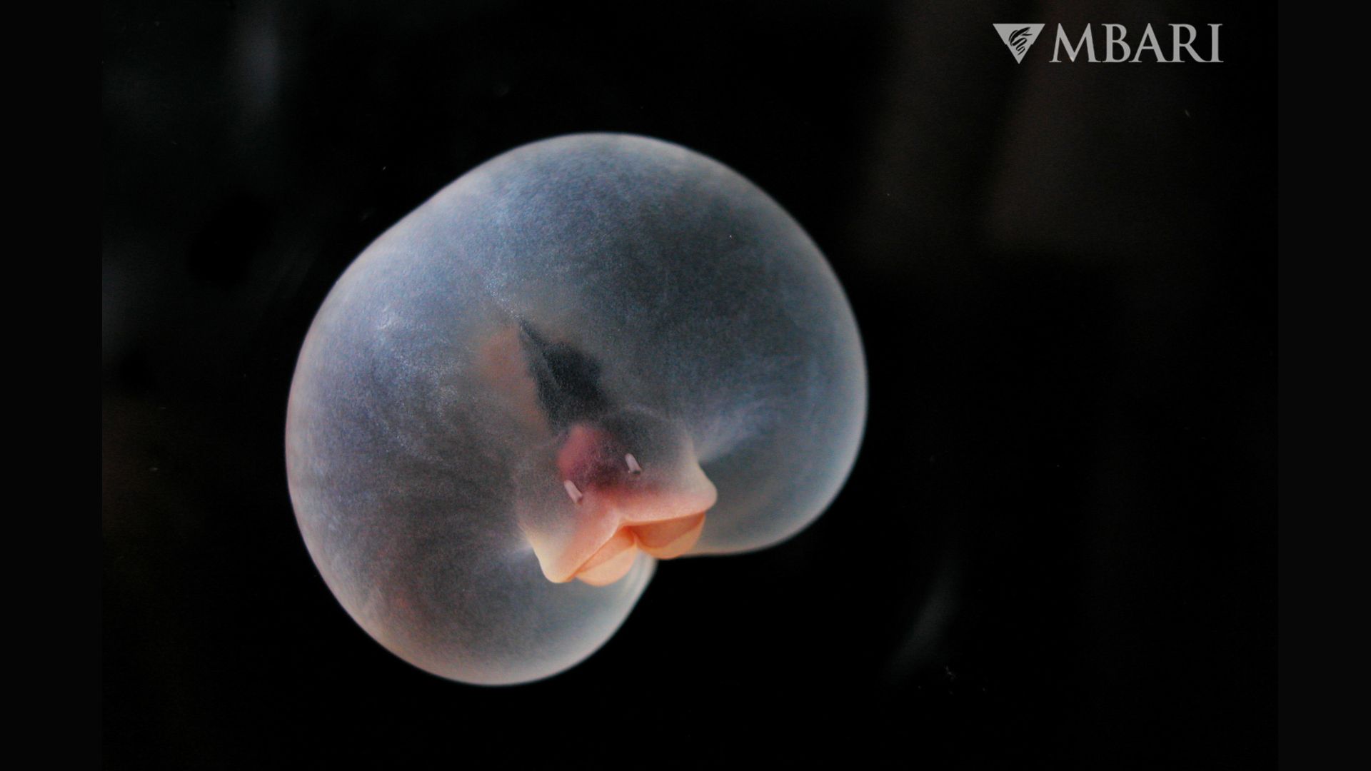 Pigbutt worm: The deep-sea 'mystery blob' with the…