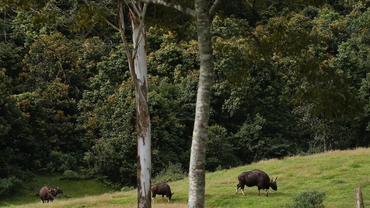 Chunk of India’s forests ‘missing’ after 27-year-delay…