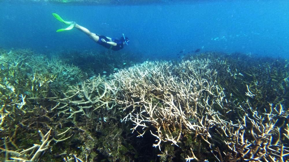 Great Barrier Reef’s worst bleaching leaves giant…