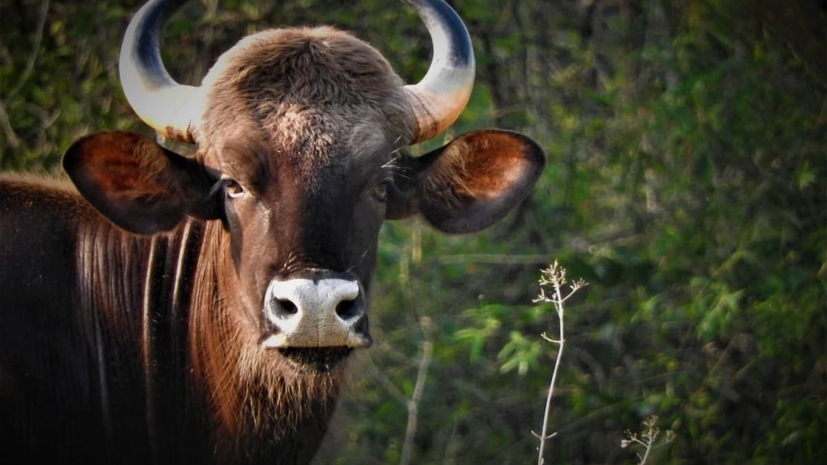 Bhadra Tiger Reserve: A paradise for scientists,…