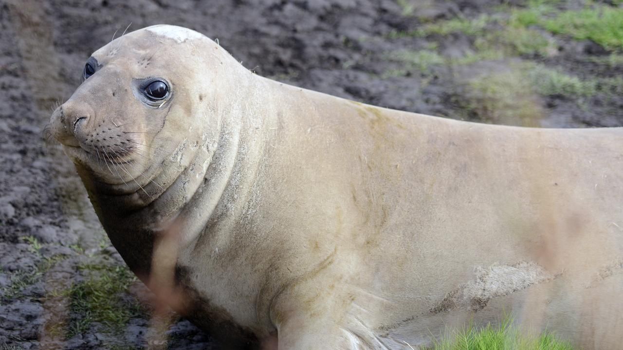 Gawkers urged to give Neil, the famous seal, his space