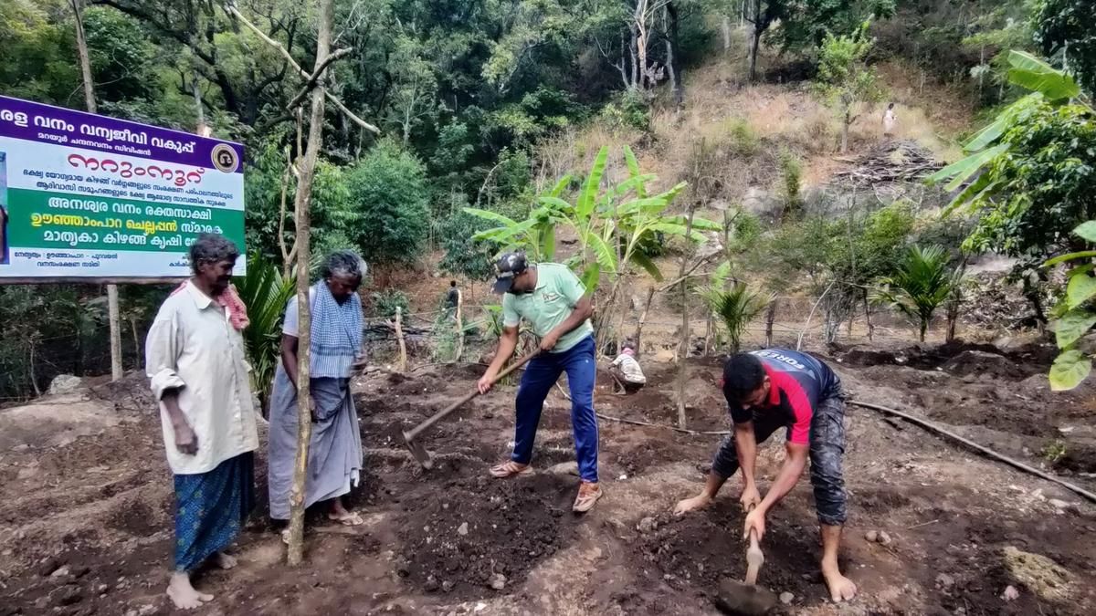 Project to revive traditional tuber crop farming among…