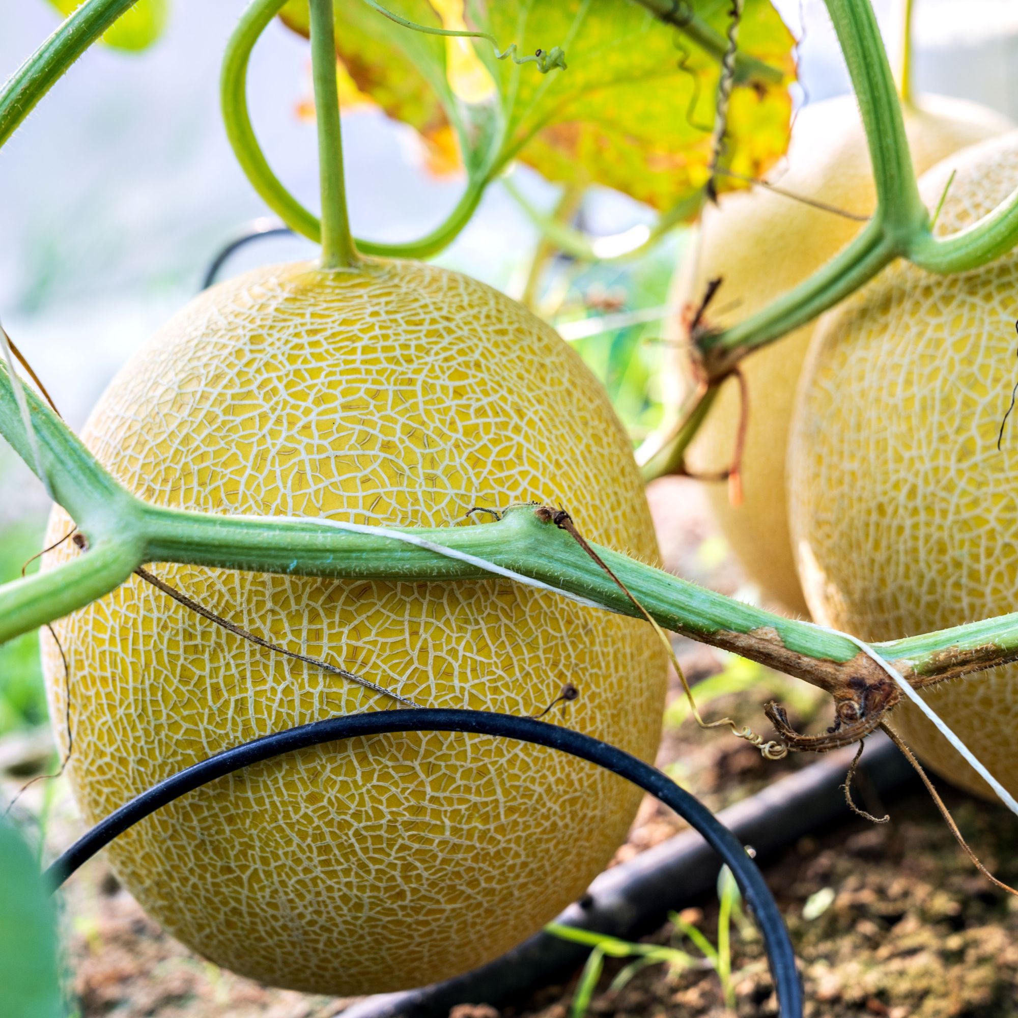 How to grow melons – a step-by-step guide to…
