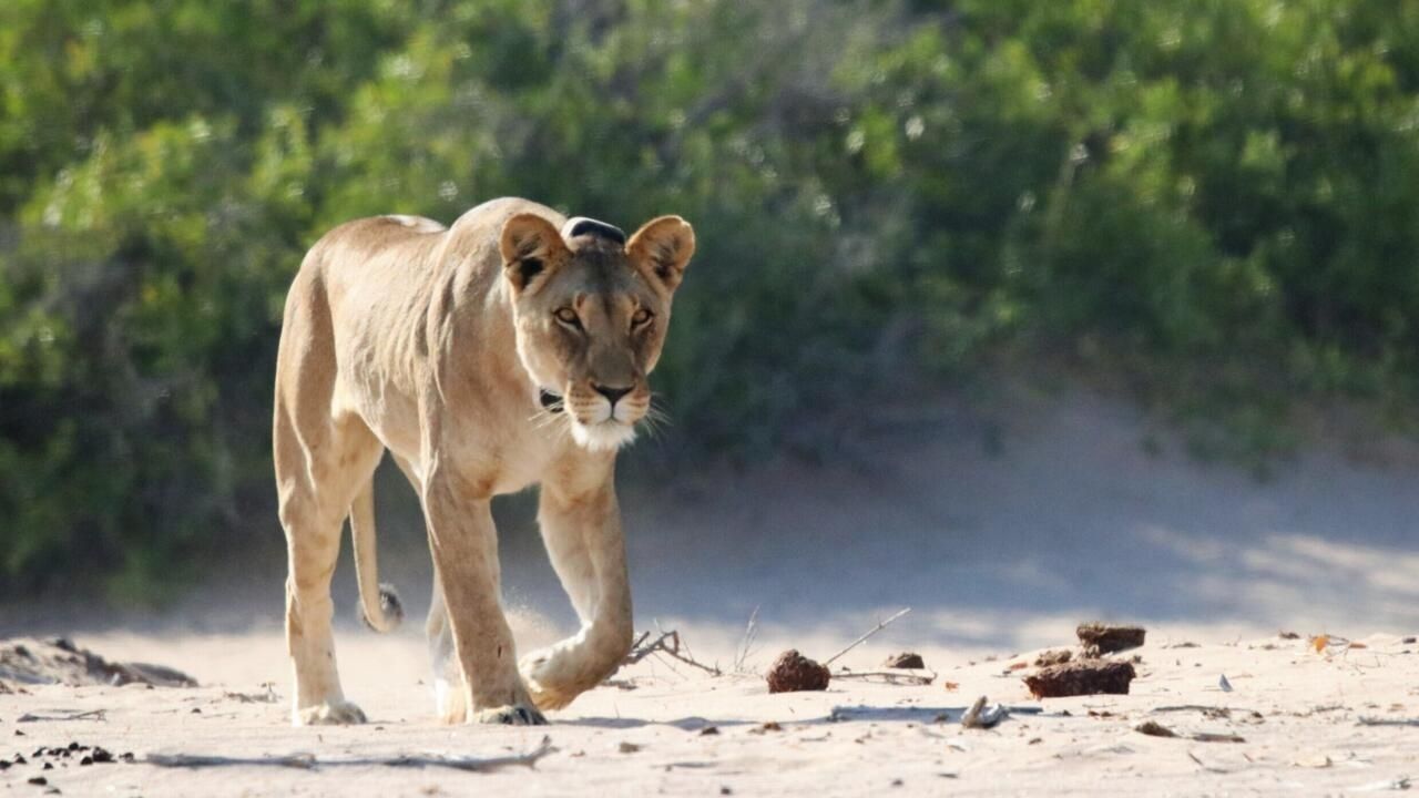 Namibia's unique desert lions threatened by drought…